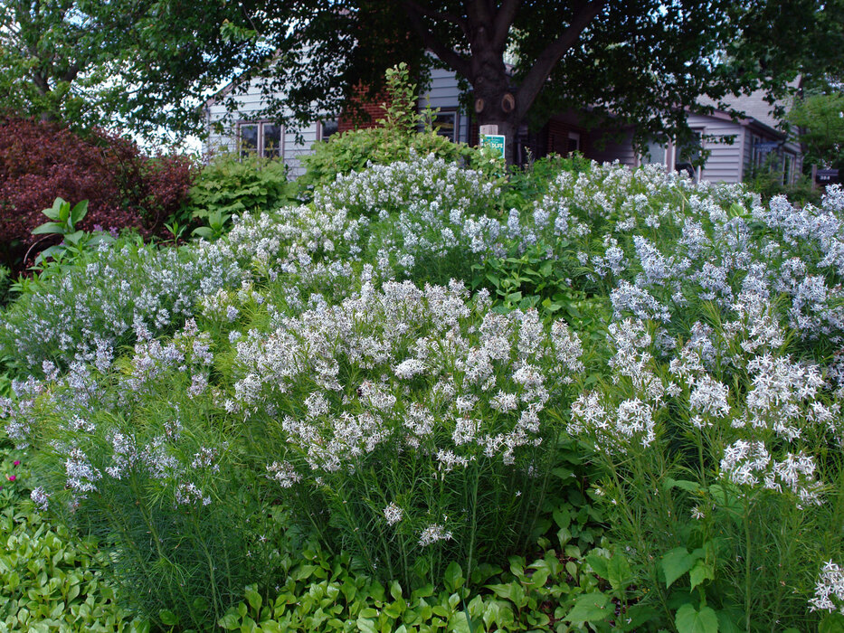 Amsonia Hubrichtii | Bluestone Perennials