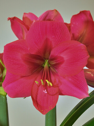 Amaryllis Ice Pink | Bluestone Perennials