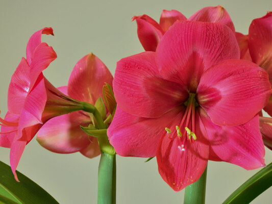 Amaryllis Ice Pink | Bluestone Perennials