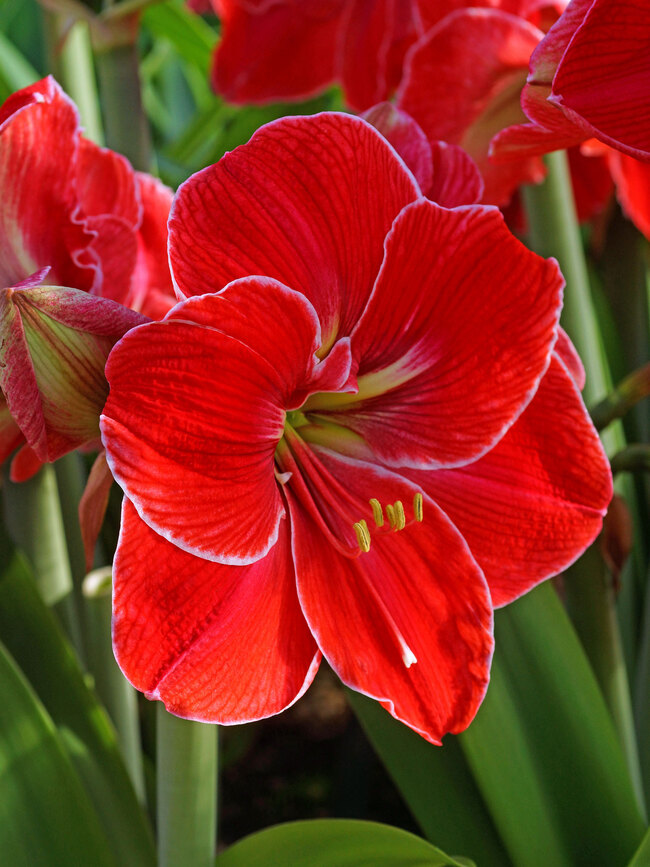 Amaryllis Magical Touch | Bluestone Perennials