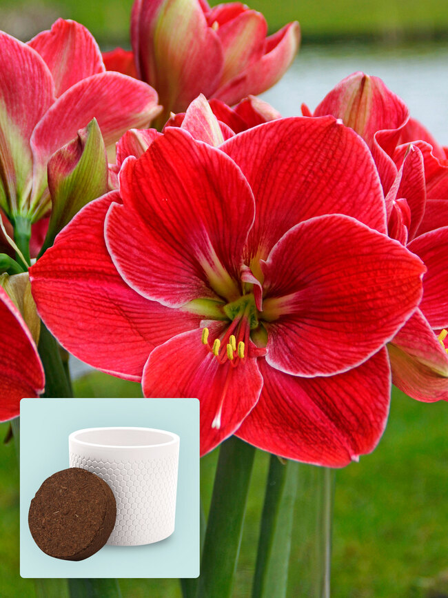 Amaryllis Magical Touch | Bluestone Perennials