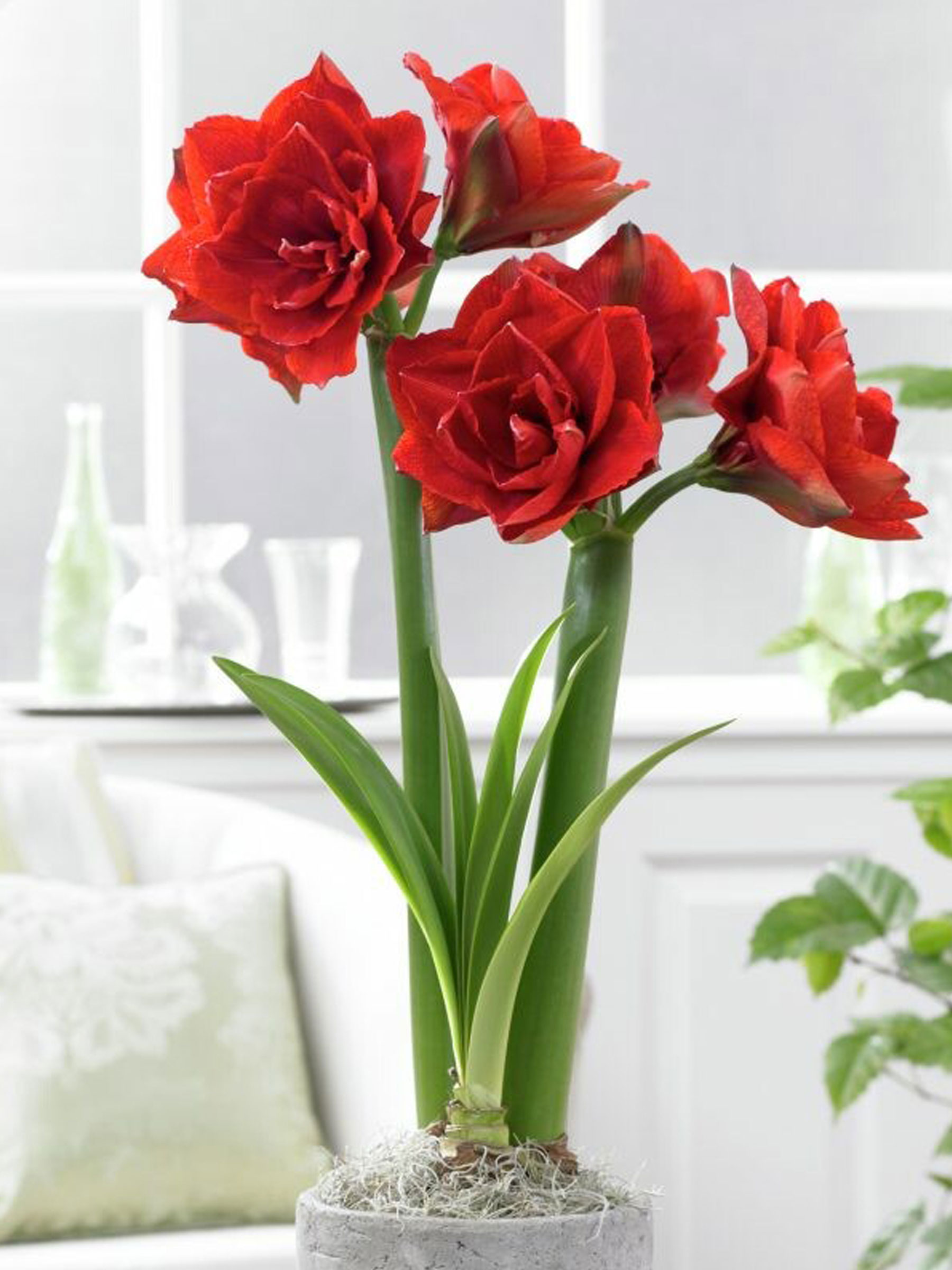 Amaryllis Cherry Nymph | Bluestone Perennials