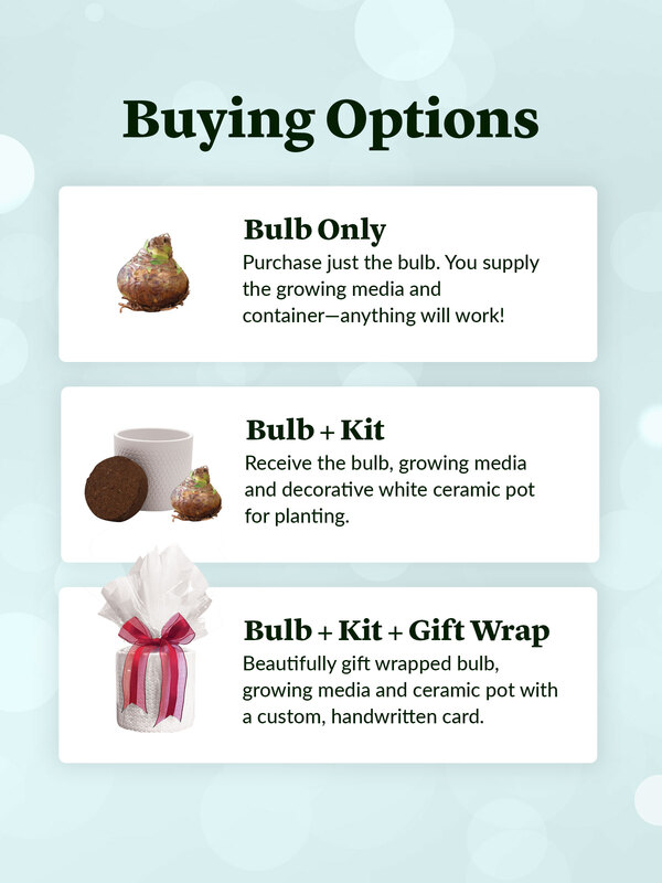 Amaryllis Pink Symphony | Bluestone Perennials