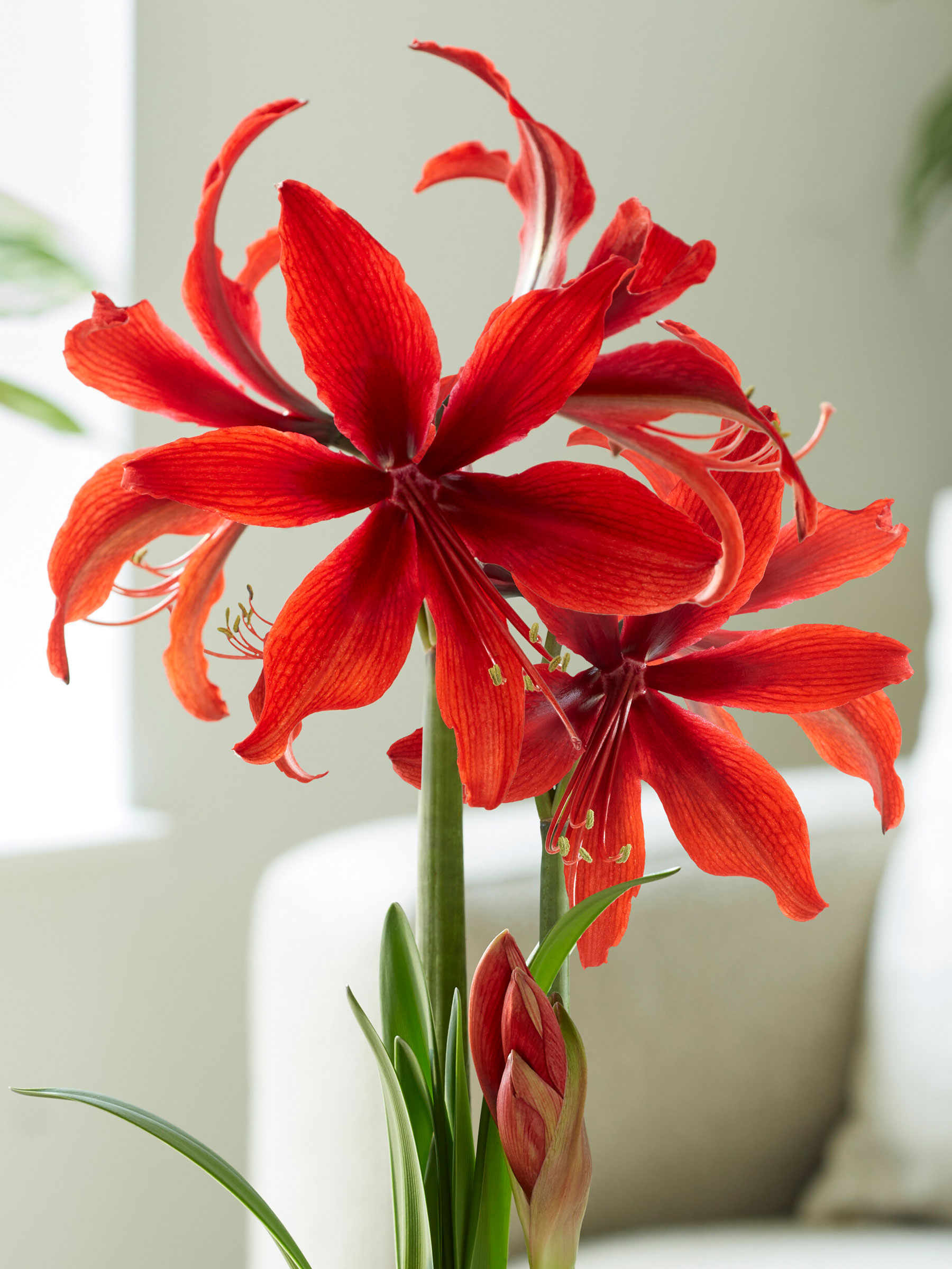 Red Amaryllis Flower
