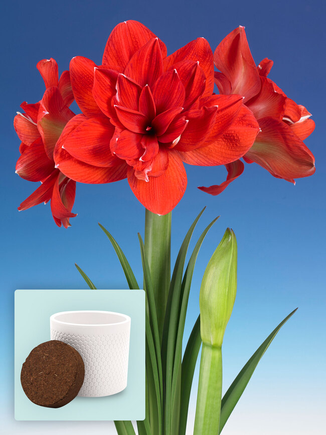 Amaryllis Red Glory | Bluestone Perennials