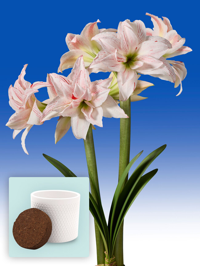 Amaryllis Spotted Amadeus | Bluestone Perennials