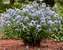 Amsonia Storm Cloud -- Bluestone Perennials
