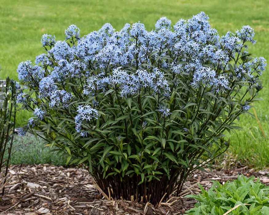 Amsonia Storm Cloud | Bluestone Perennials