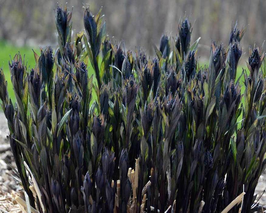 Amsonia Storm Cloud | Bluestone Perennials