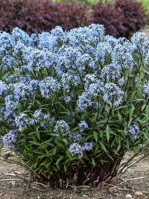 Amsonia Storm Cloud | Bluestone Perennials