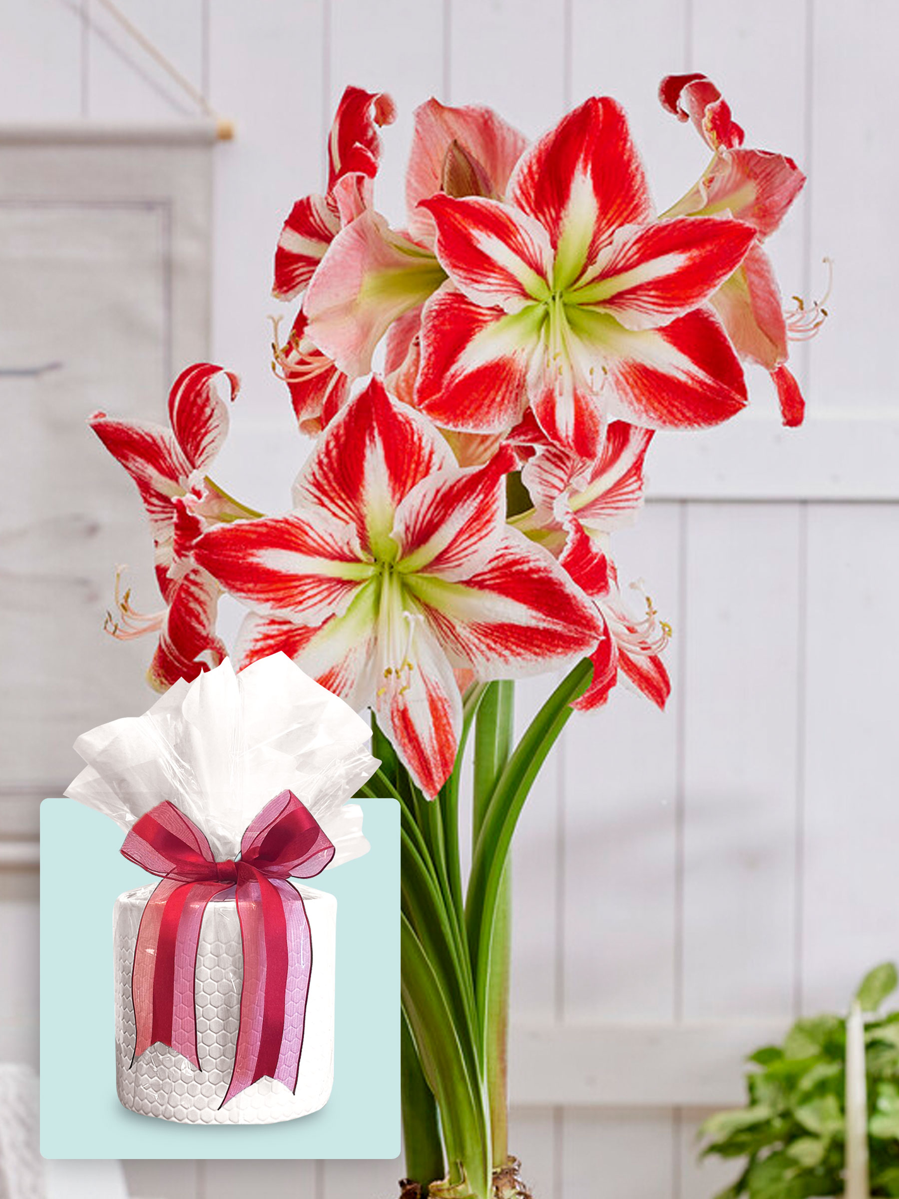 White Amaryllis Flower Bouquet
