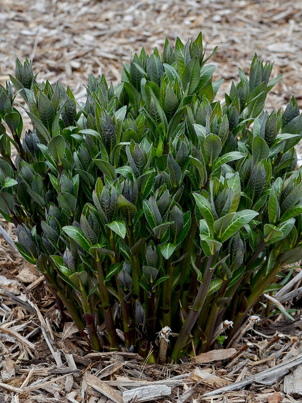 Amsonia Starstruck | Bluestone Perennials