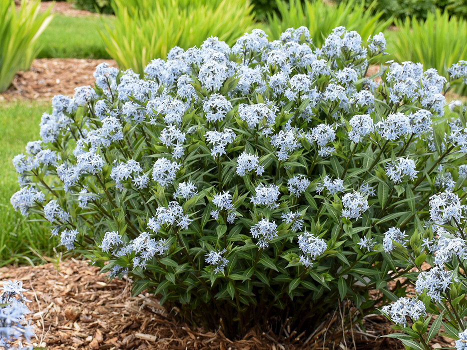 Amsonia Starstruck | Bluestone Perennials