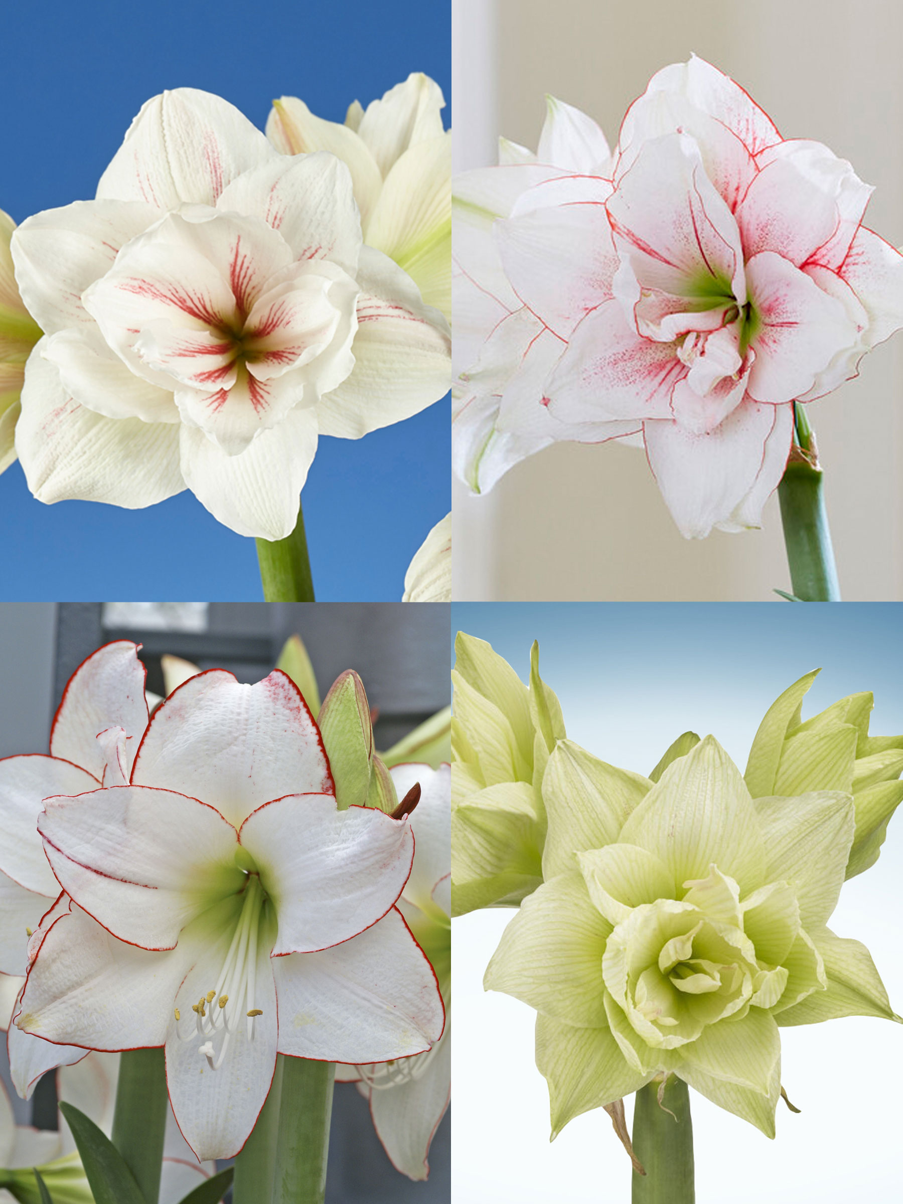 Amaryllis Snow White Collection | Bluestone Perennials