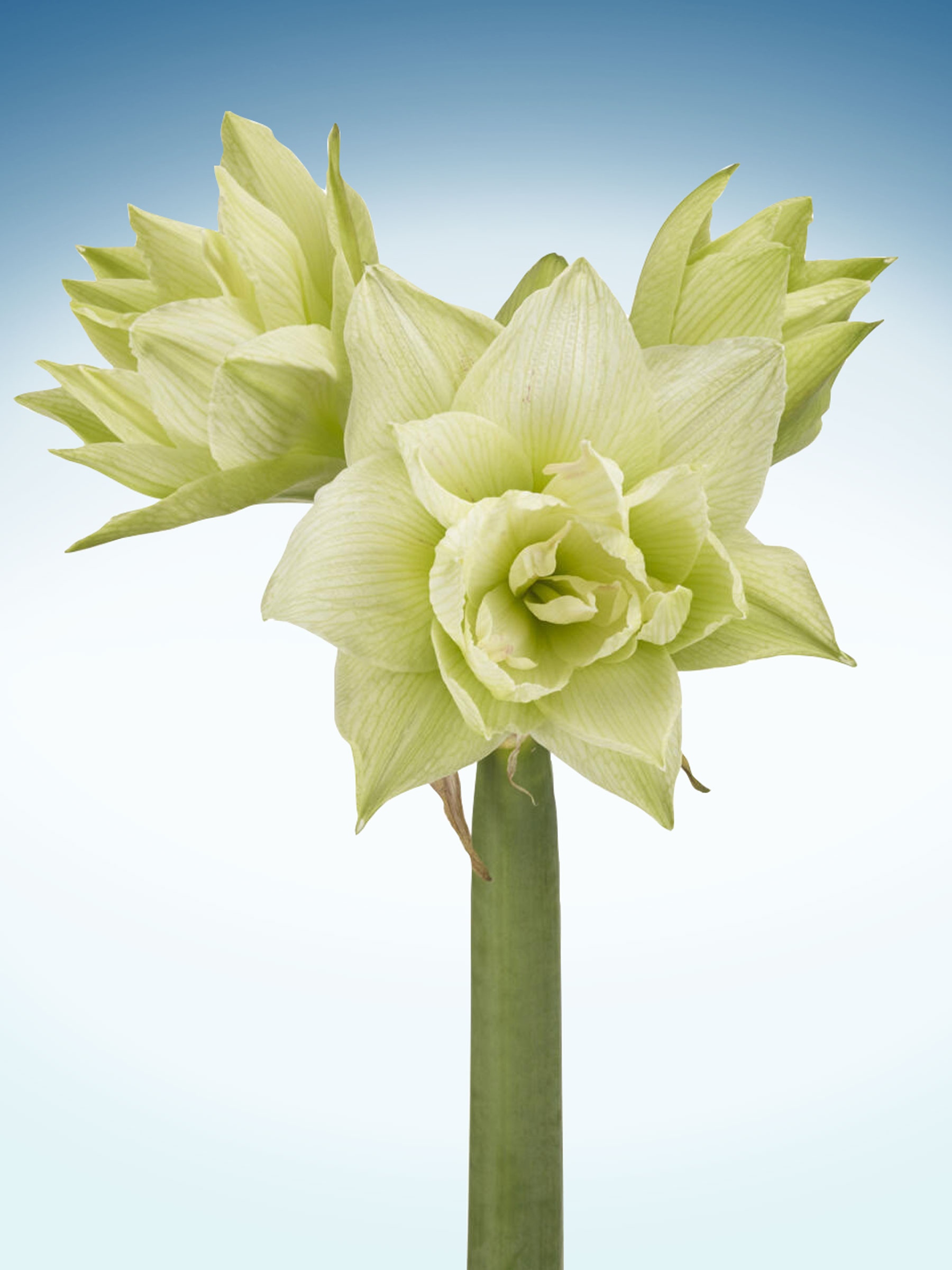 Amaryllis White Glory | Bluestone Perennials