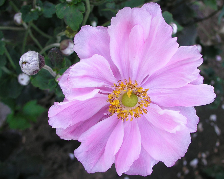 Anemone Alice | Bluestone Perennials