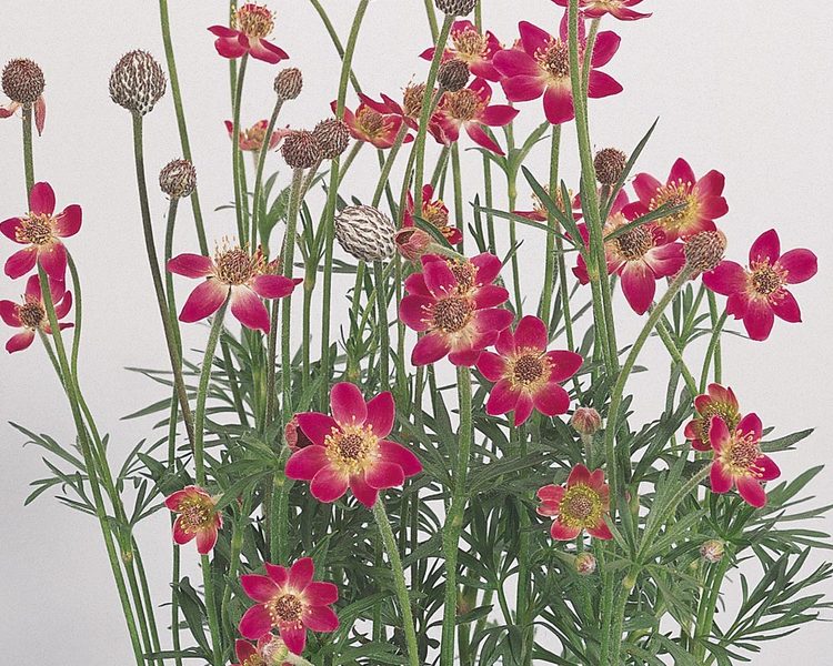 Product Viewer - Anemone Annabella-Deep-Rose