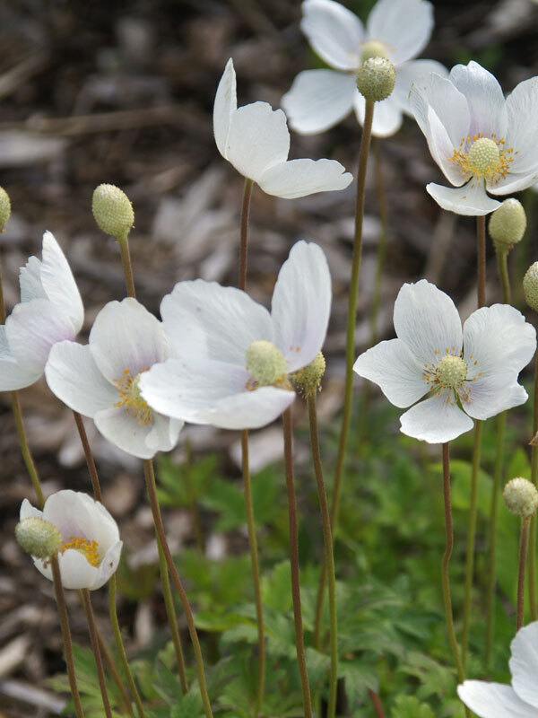 Anemone Madonna | Bluestone Perennials