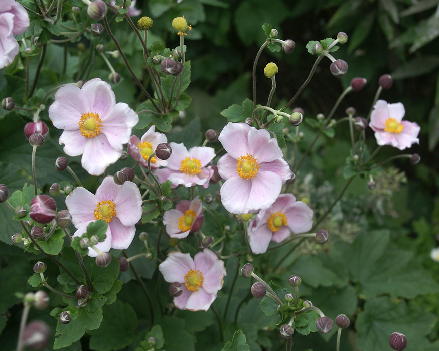 Anemone Robustissima | Bluestone Perennials