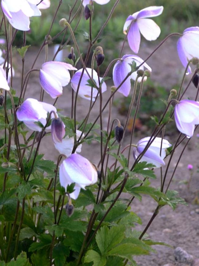 Anemone Wild Swan | Bluestone Perennials