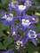 Aquilegia Vul Winky Blue-White -- Bluestone Perennials