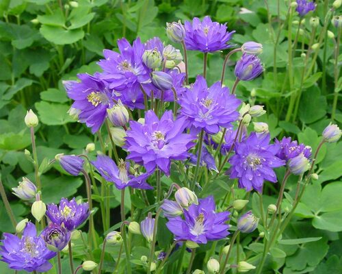 Aquilegia Clementine Blue | Bluestone Perennials