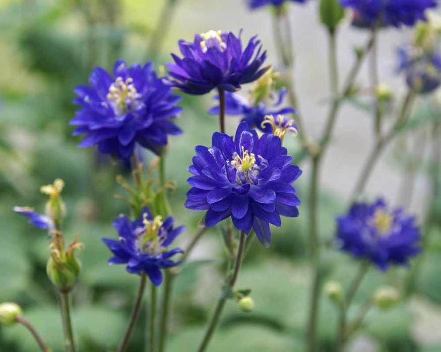 Aquilegia Clementine Blue | Bluestone Perennials