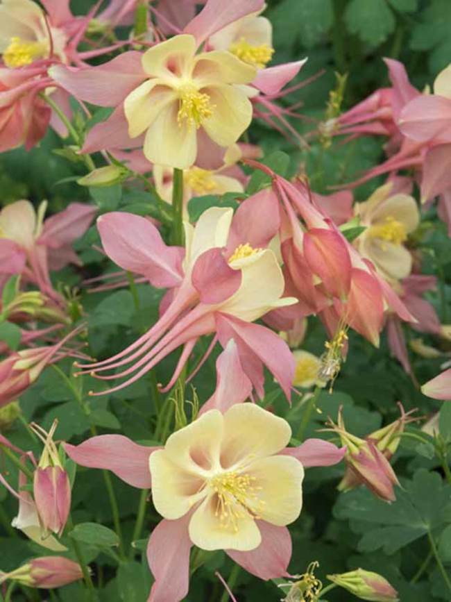 Aquilegia Swan Pink And Yellow | Bluestone Perennials