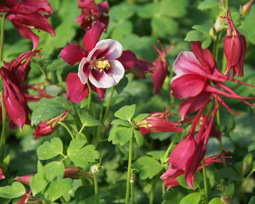 Aquilegia Songbird Cardinal | Bluestone Perennials
