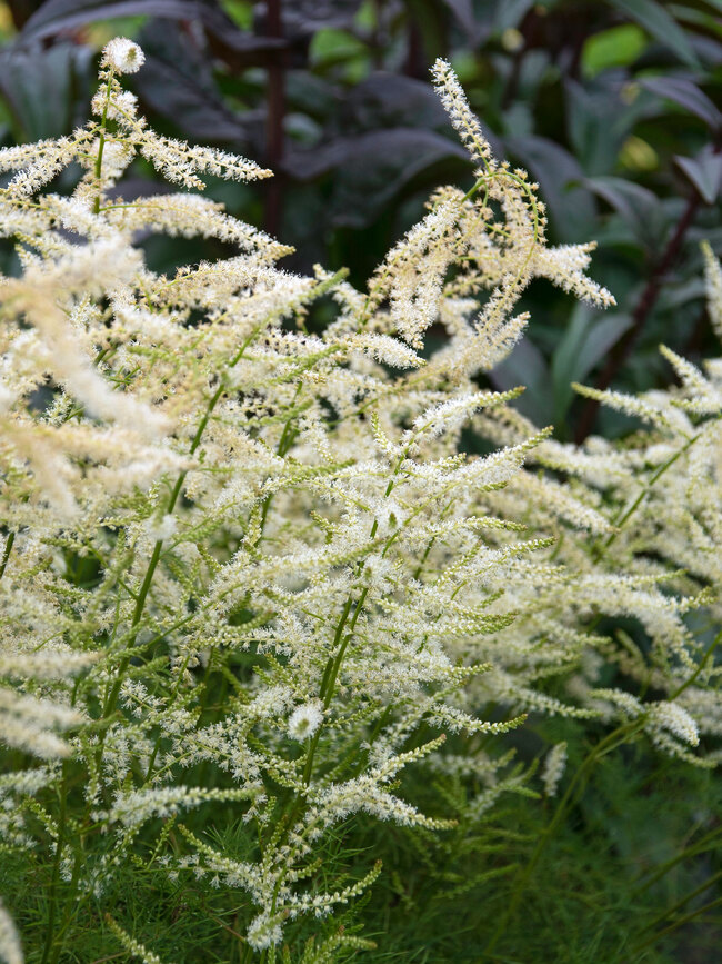Aruncus Fairy Hair | Bluestone Perennials