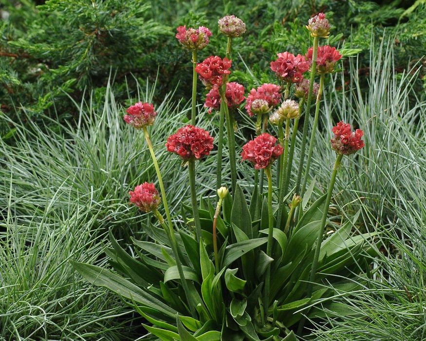 Armeria Ballerina Red | Bluestone Perennials