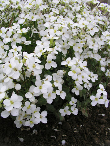 Arabis Snowcap | Bluestone Perennials