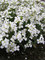 Arabis Snowcap -- Bluestone Perennials