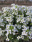 Arabis Snowcap -- Bluestone Perennials