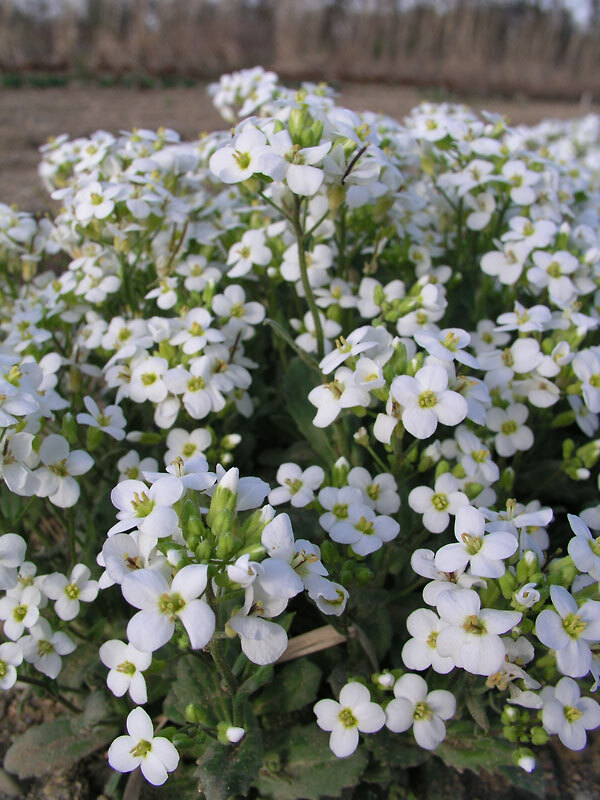 Arabis Snowcap | Bluestone Perennials