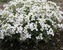 Arabis Snowcap -- Bluestone Perennials