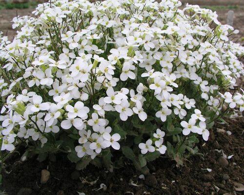 Arabis Snowcap | Bluestone Perennials