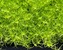 Arenaria Verna Aurea -- Bluestone Perennials