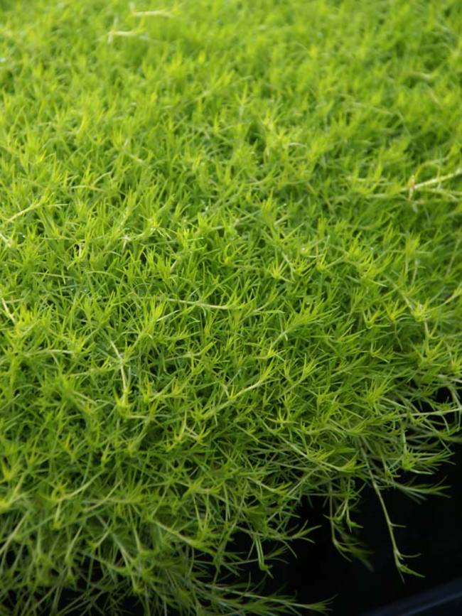 Arenaria Verna Aurea | Bluestone Perennials