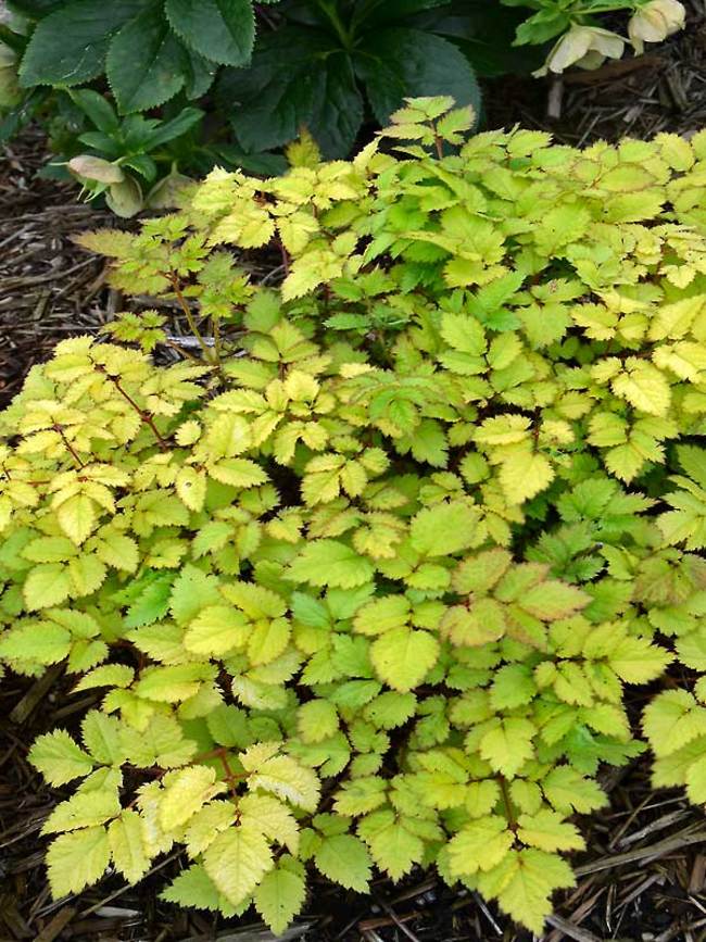 Astilbe Amber Moon | Bluestone Perennials