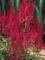 Astilbe August Light -- Bluestone Perennials