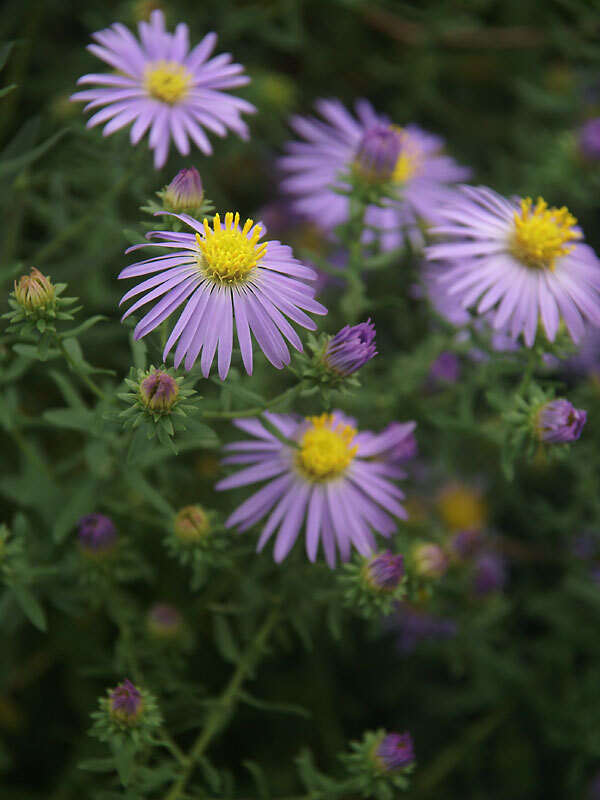 Aster Aroma | Bluestone Perennials