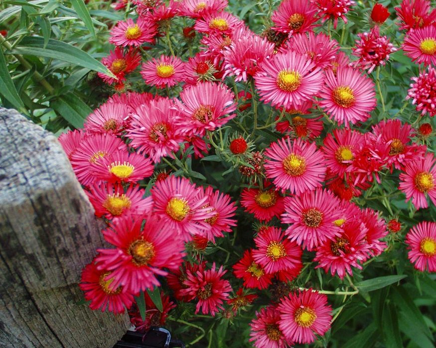 Aster Alma Potschke | Bluestone Perennials