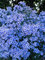 Aster Bluebird -- Bluestone Perennials