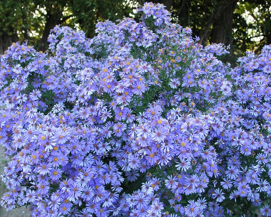 Aster Bluebird | Bluestone Perennials