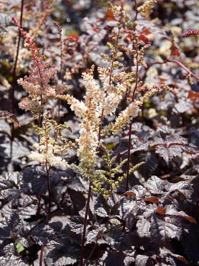 Astilbe Chocolate Shogun | Bluestone Perennials