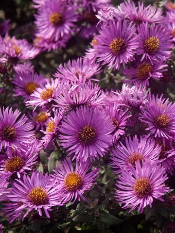 Aster Pink Dome | Bluestone Perennials
