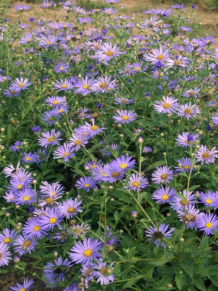 Product Viewer - Aster Frikartii