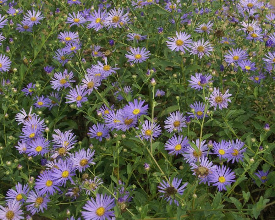 Aster Frikartii | Bluestone Perennials