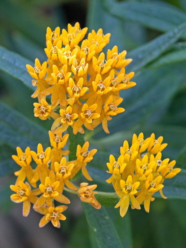 Asclepias Hello Yellow | Bluestone Perennials